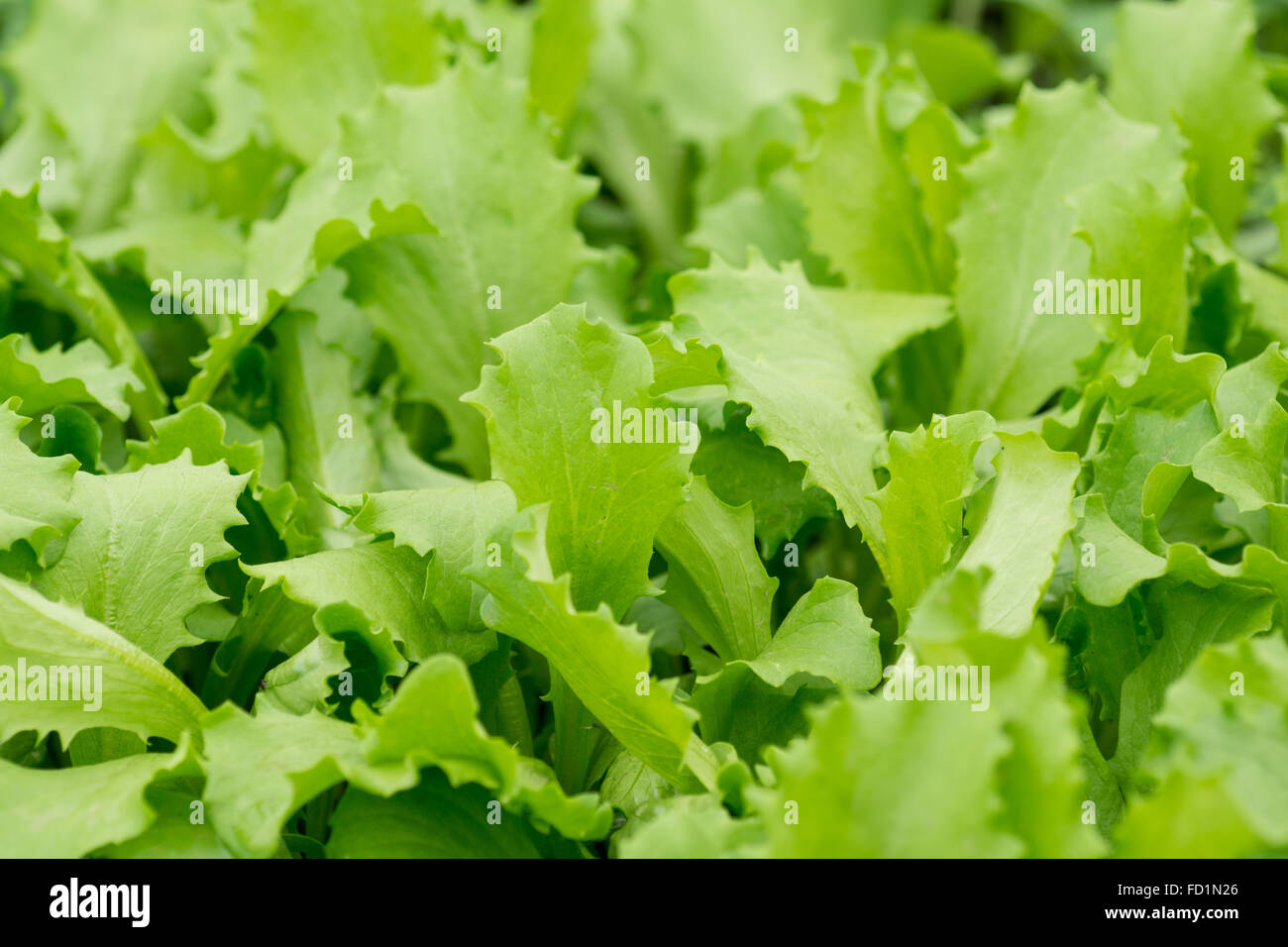 macro photography of some very small lettuce Stock Photo - Alamy