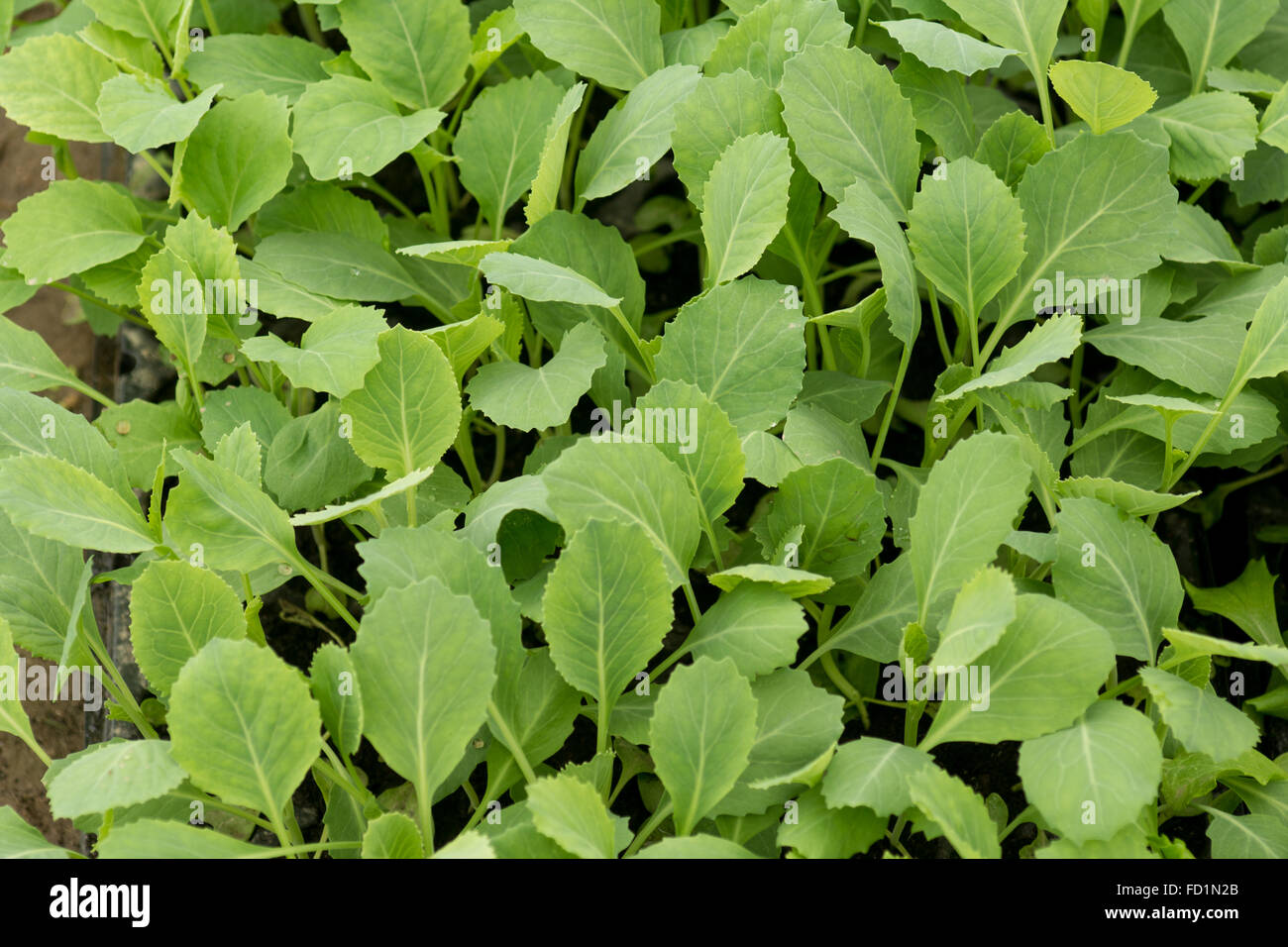 macro photography of some very small plants Stock Photo - Alamy