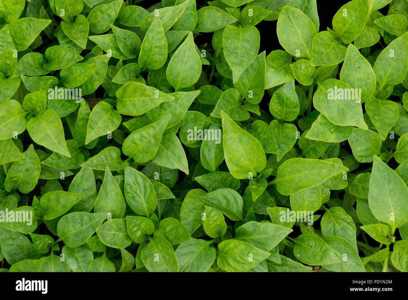 macro photography of some very small plants Stock Photo - Alamy