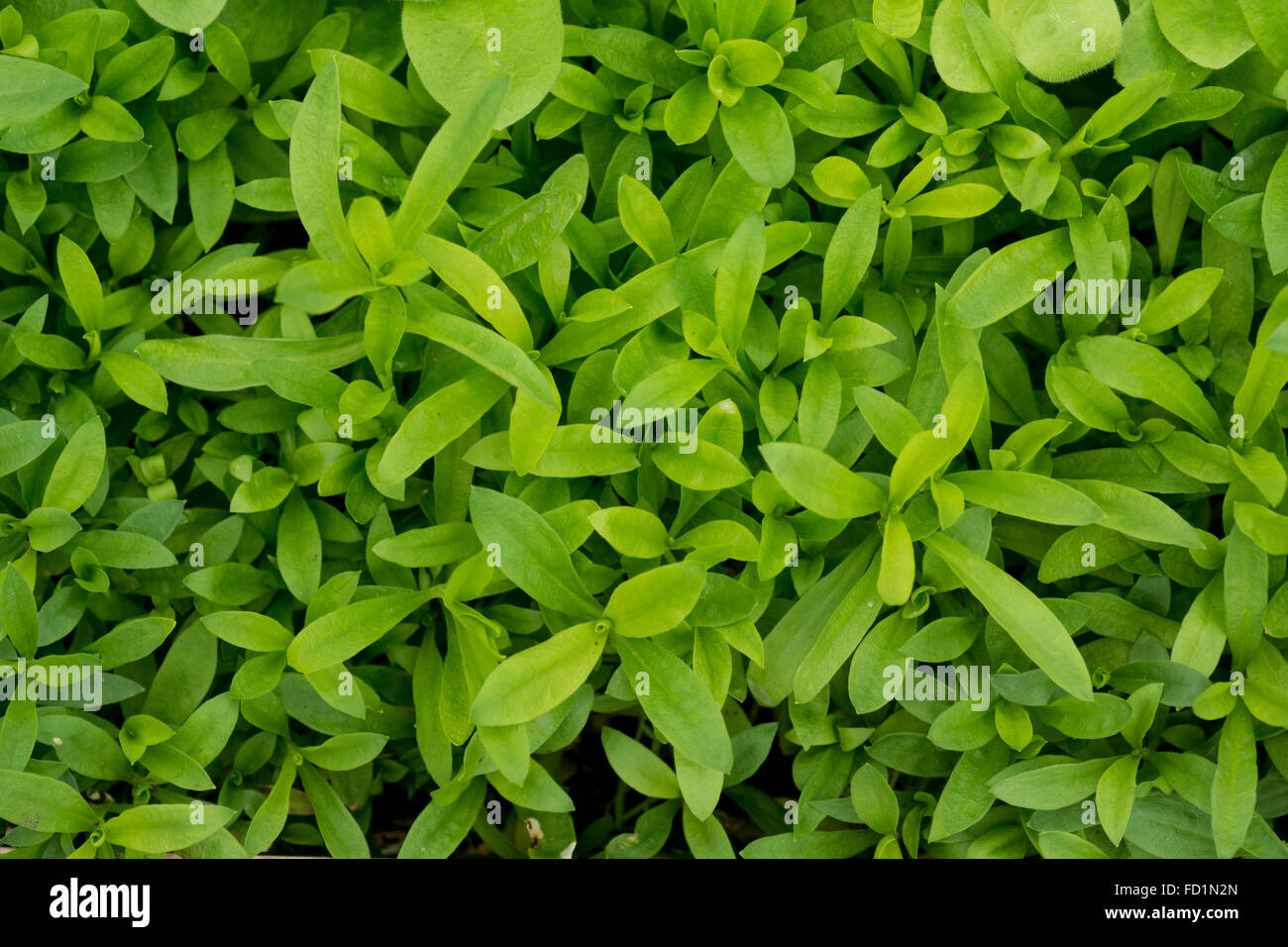 macro photography of some very small plants Stock Photo - Alamy