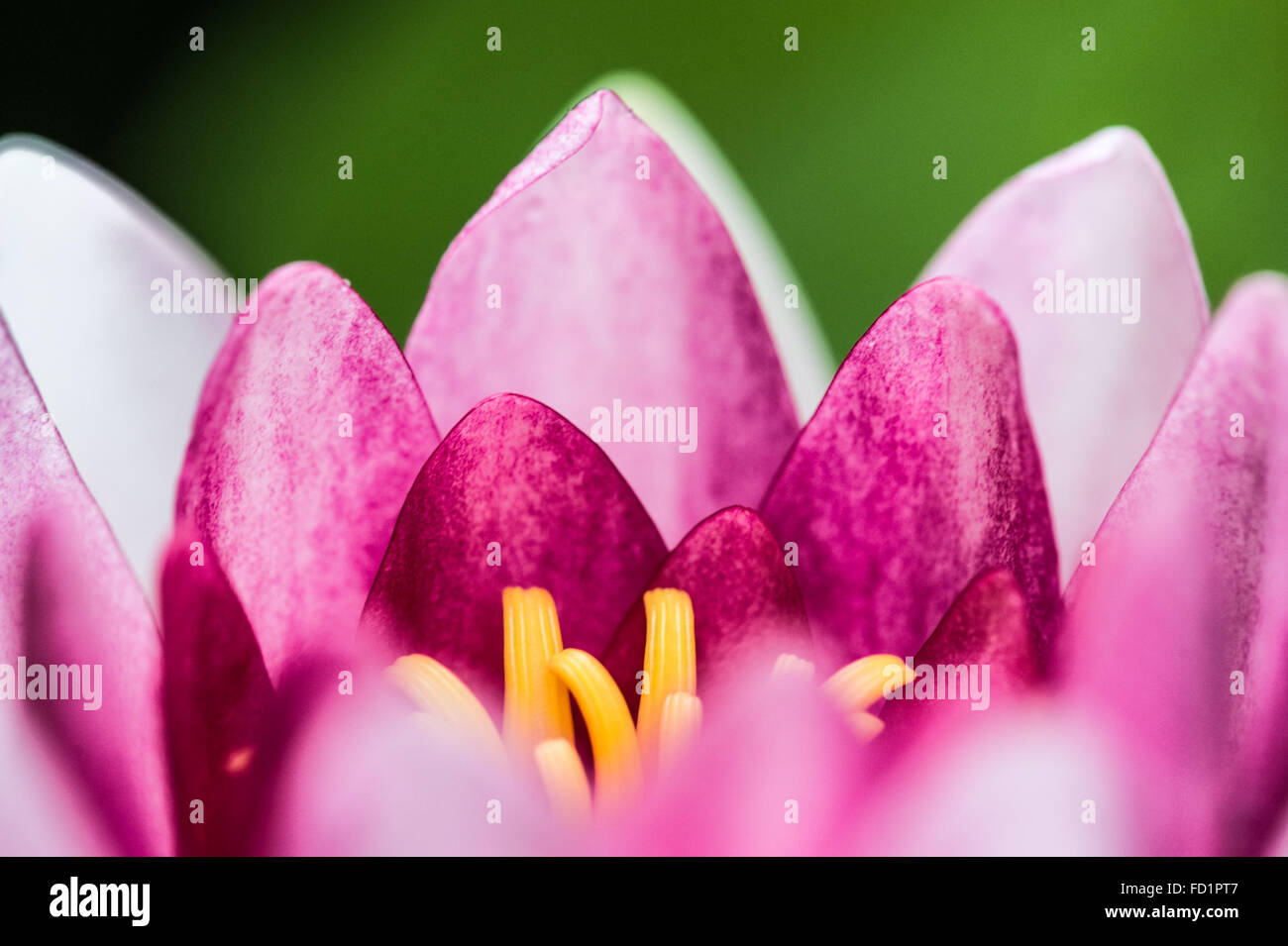 Detail of a water lily Stock Photo - Alamy