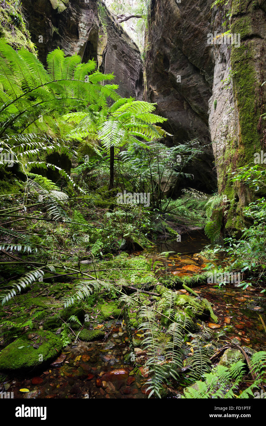 Carnarvon gorge King ferns Stock Photo - Alamy