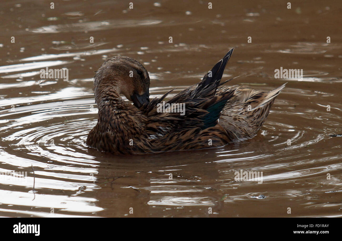 Nablus, West Bank, Palestinian Territory. 27th Jan, 2016. Ducks swiming ...