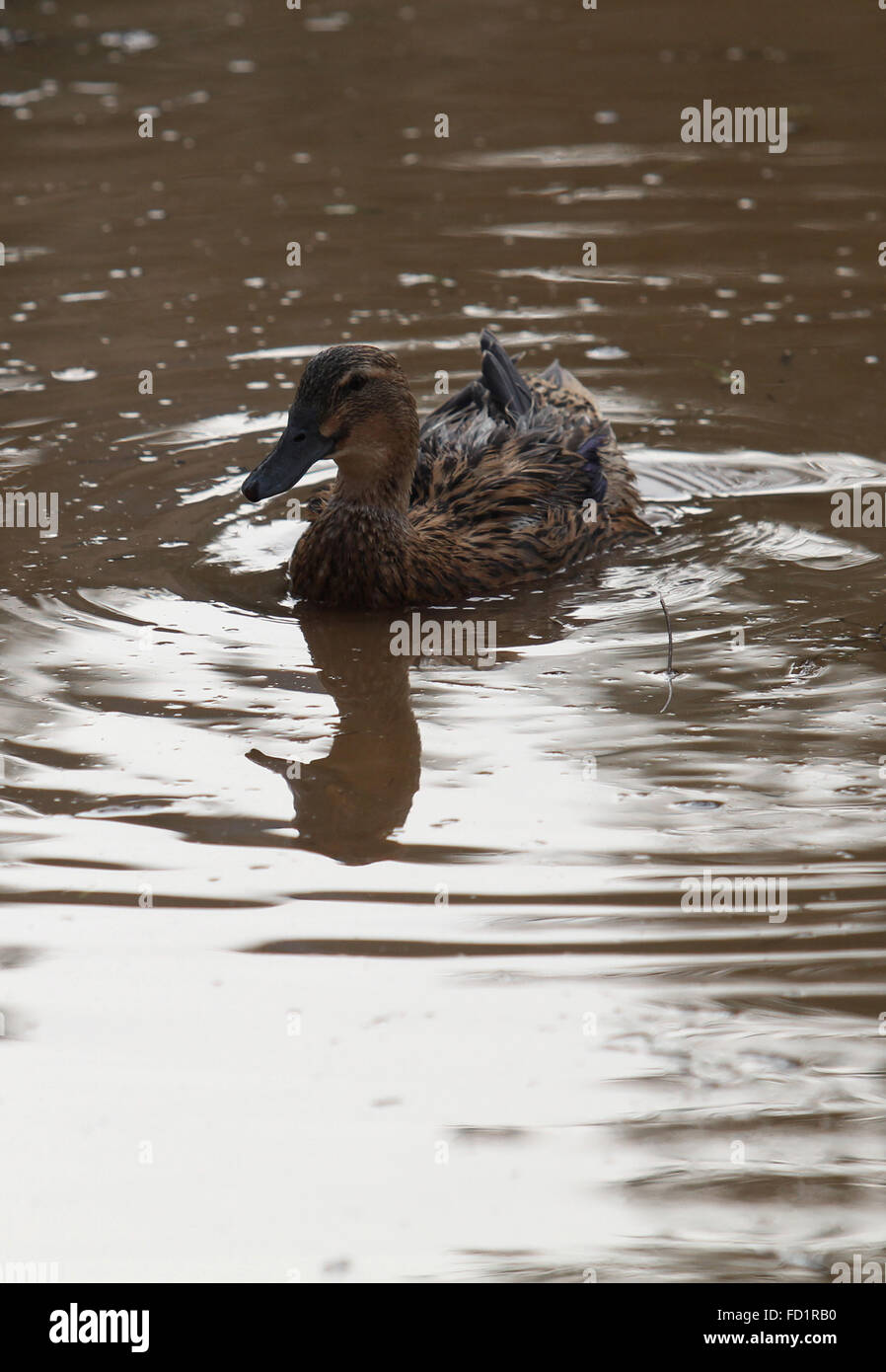 Nablus, West Bank, Palestinian Territory. 27th Jan, 2016. Ducks swiming ...
