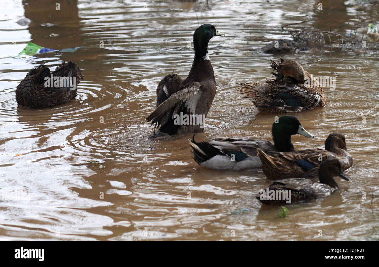 Nablus, West Bank, Palestinian Territory. 27th Jan, 2016. Ducks swiming ...