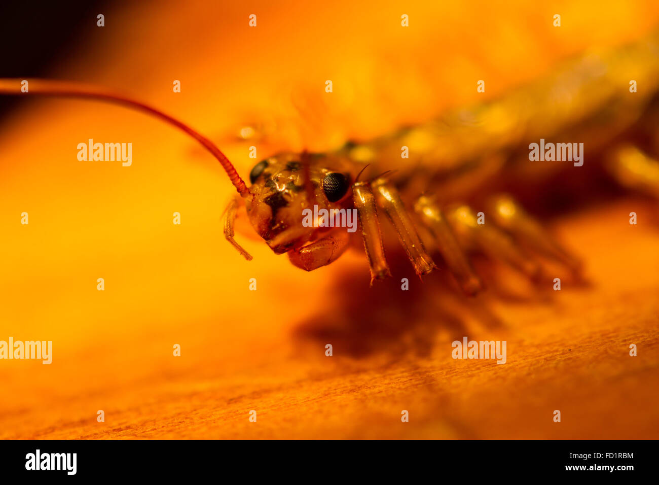 silverfish head peering Stock Photo - Alamy