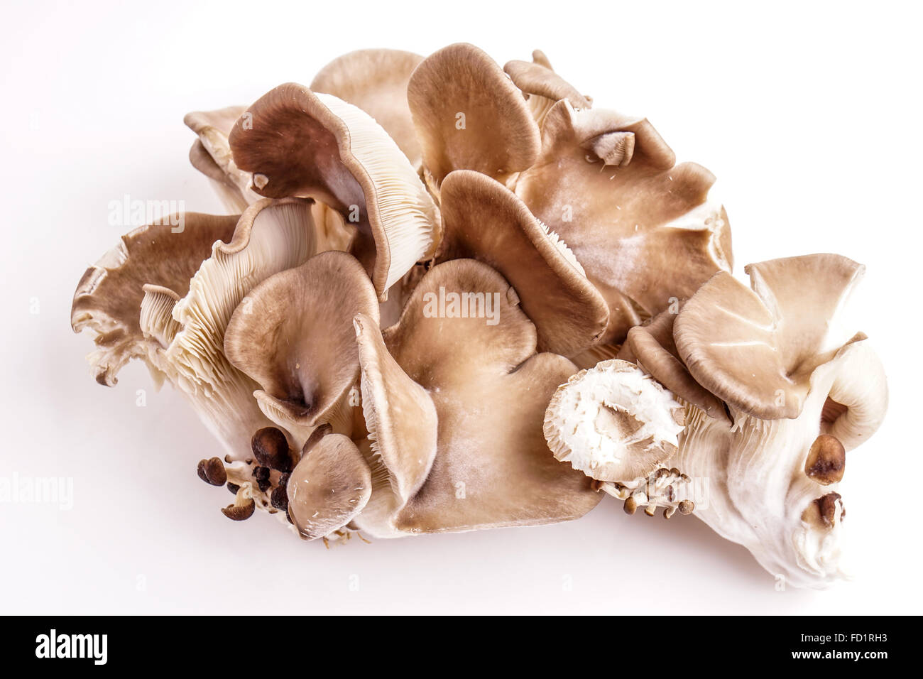 Fresh Organic oyster mushrooms isolated on white Stock Photo - Alamy