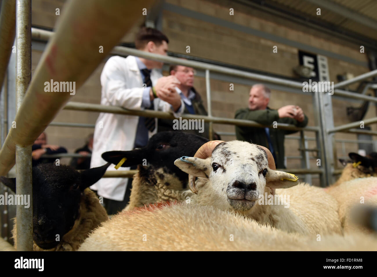 Sheep Auction Cumbria Stock Photos & Sheep Auction Cumbria Stock Images ...