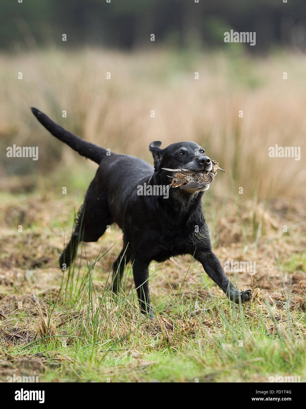 Retrieving snipe hi-res stock photography and images - Alamy