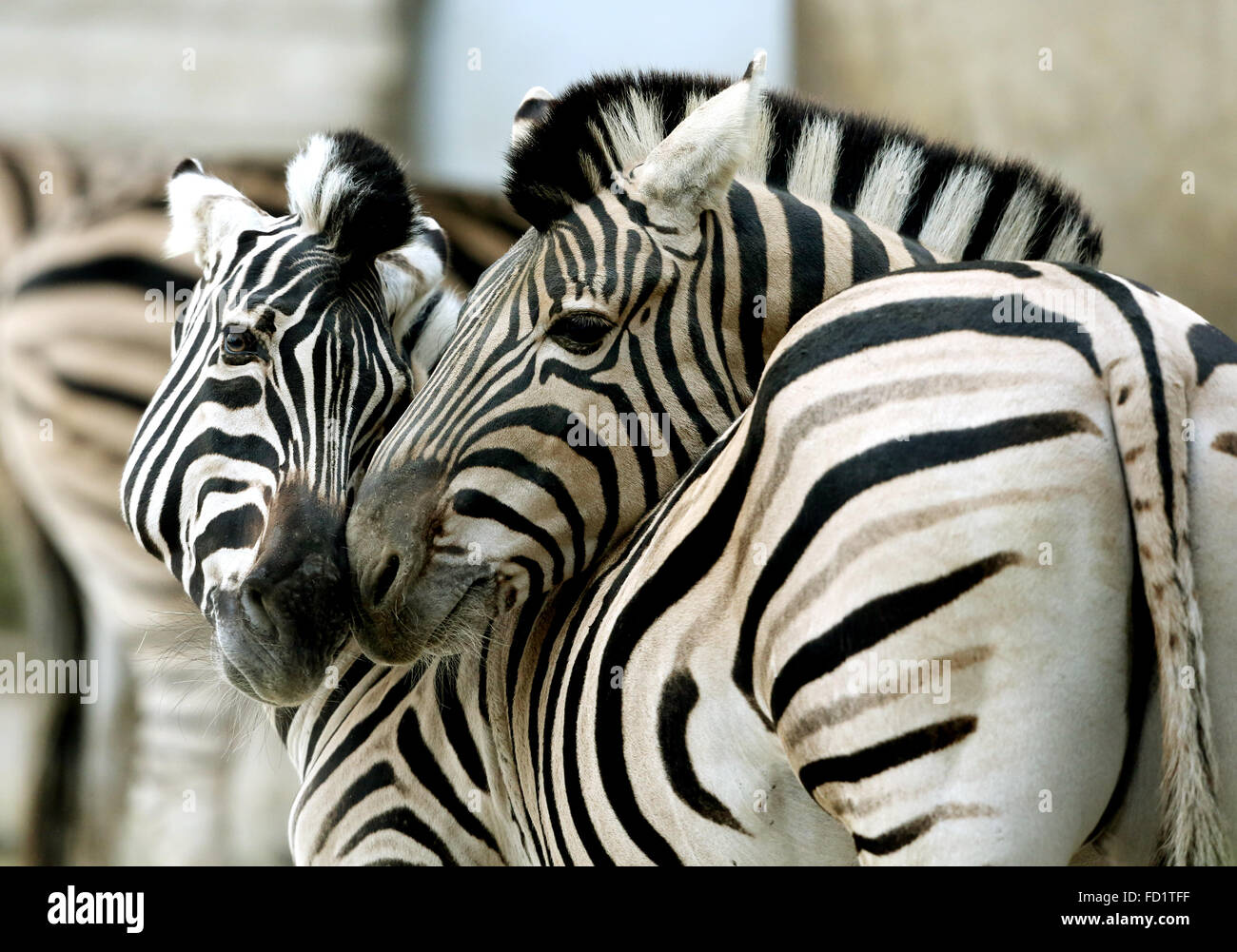 Zebras in zoo enclosure hi-res stock photography and images - Alamy