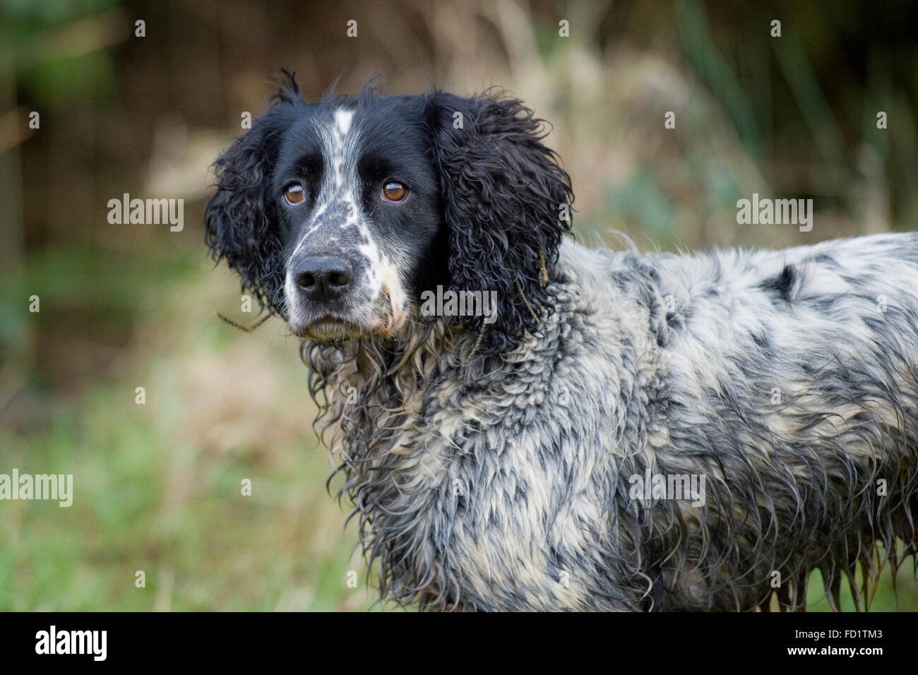 Sprocker spaniel hi-res stock photography and images - Alamy