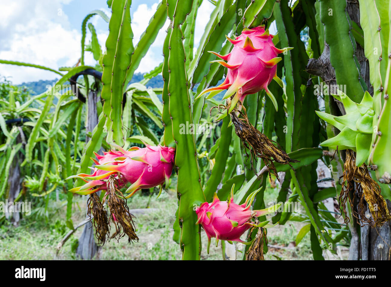 Dragon fruit on branch hi-res stock photography and images - Alamy