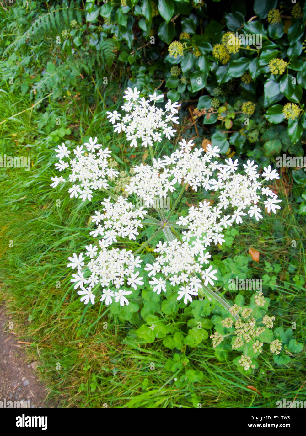 Uk Common Hedgerow Weeds High Resolution Stock Photography and Images ...
