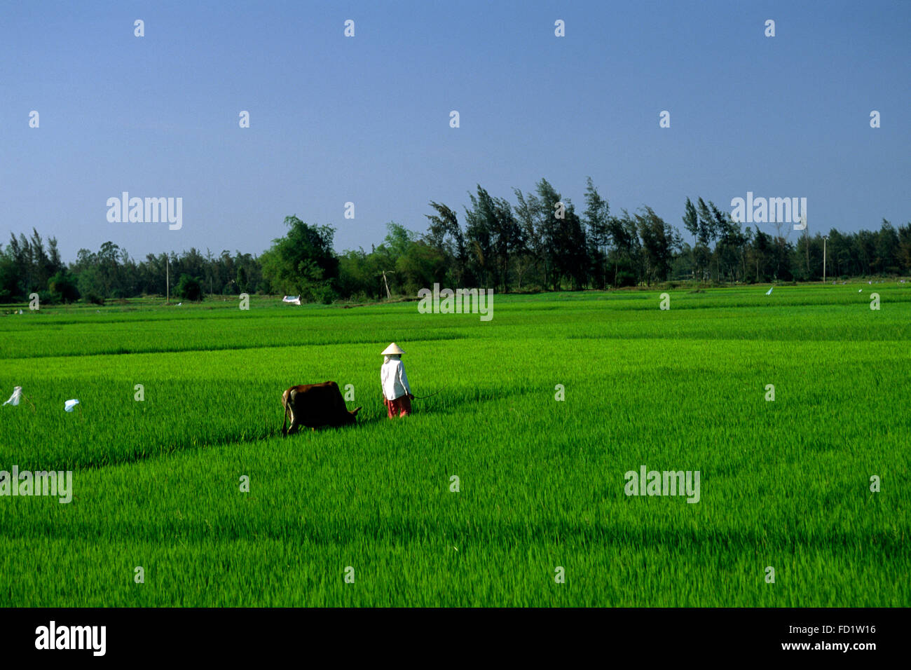 Vietnam, Hoi An, rice fields, Vietnamese farmer with water buffalo ...
