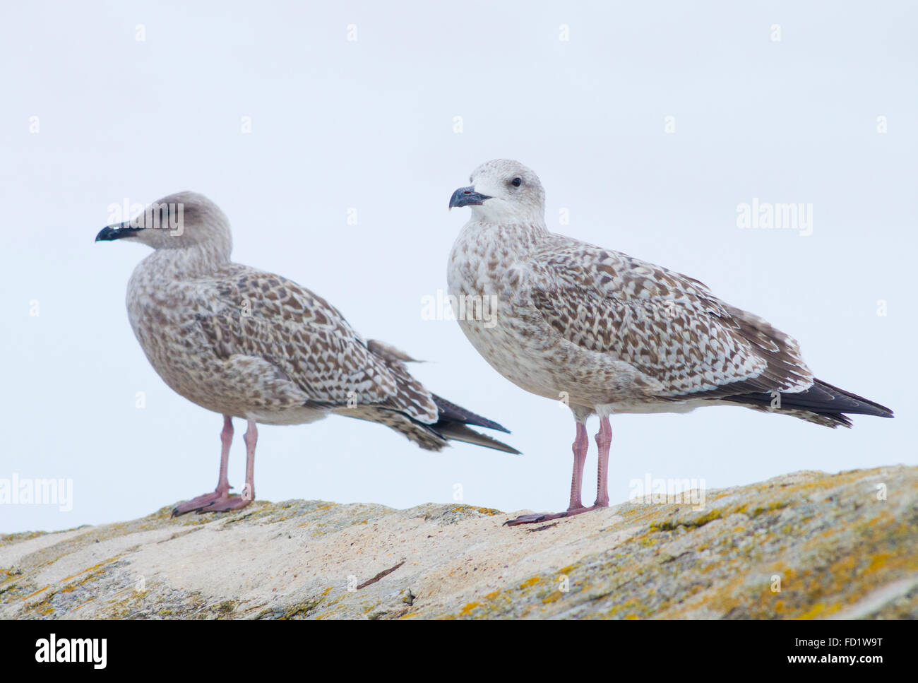 Immature Herring Gull High Resolution Stock Photography and Images - Alamy