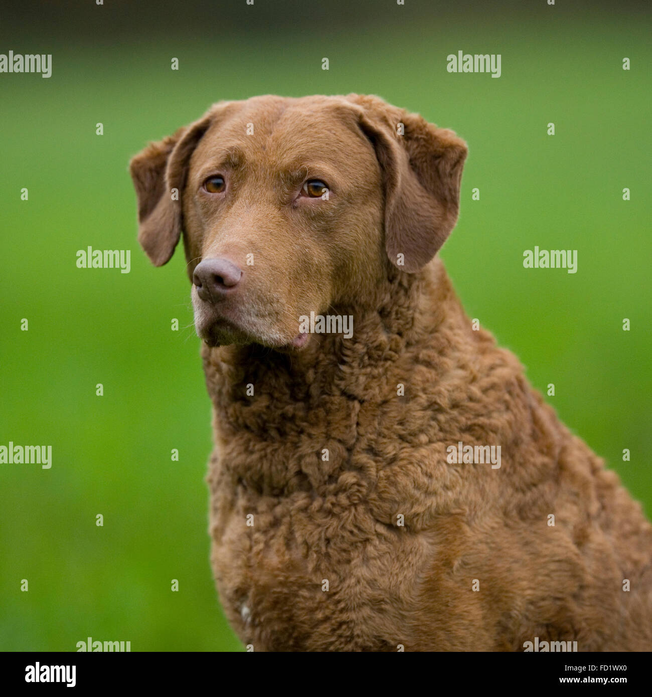 Chesapeake bay retriever hi-res stock photography and images - Alamy