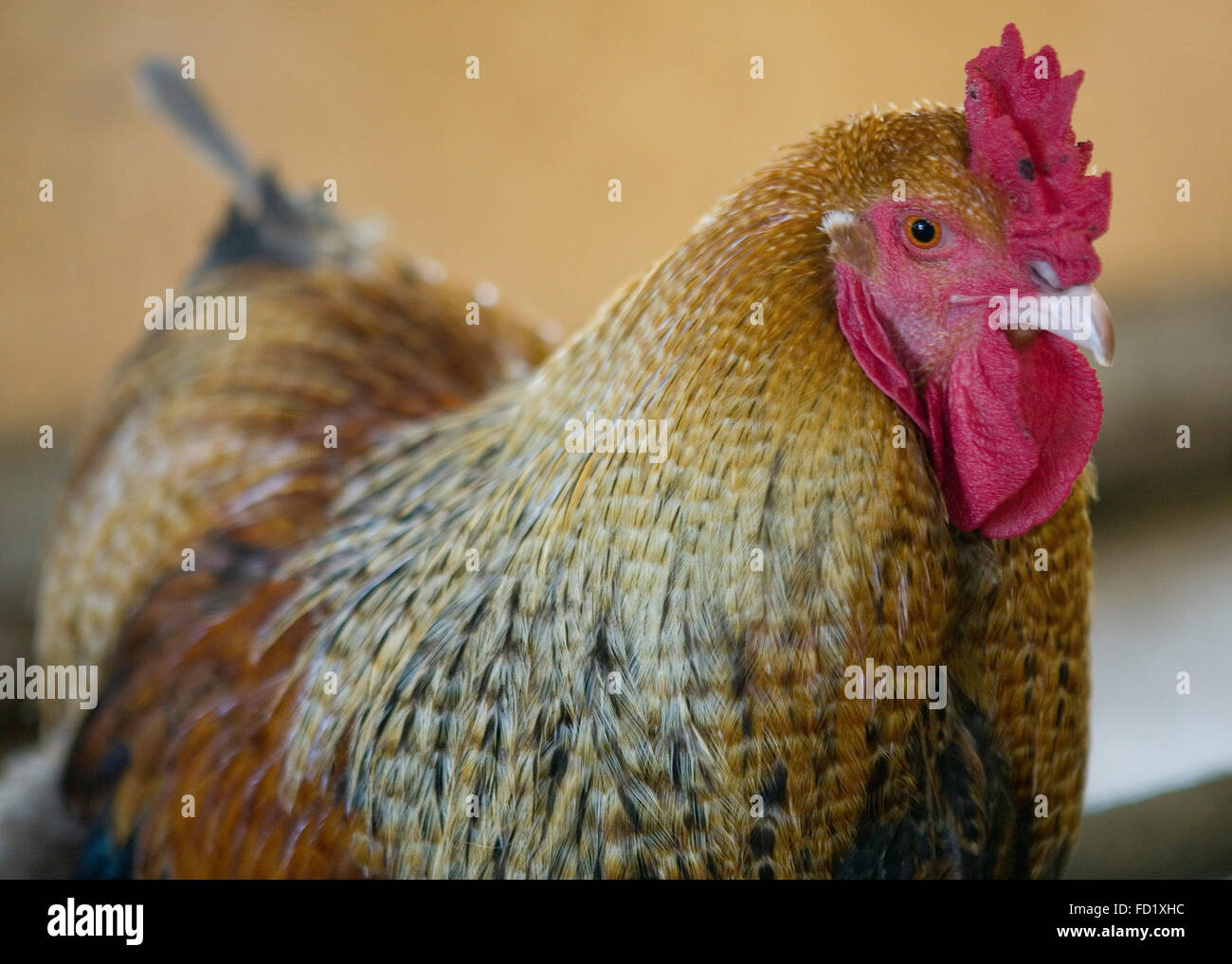 Free range chicken Stock Photo - Alamy