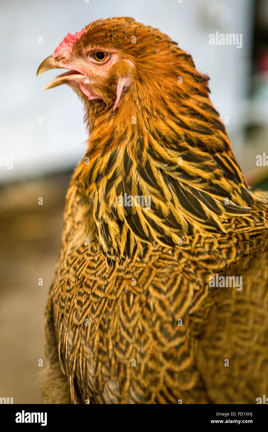 Free range chicken Stock Photo - Alamy