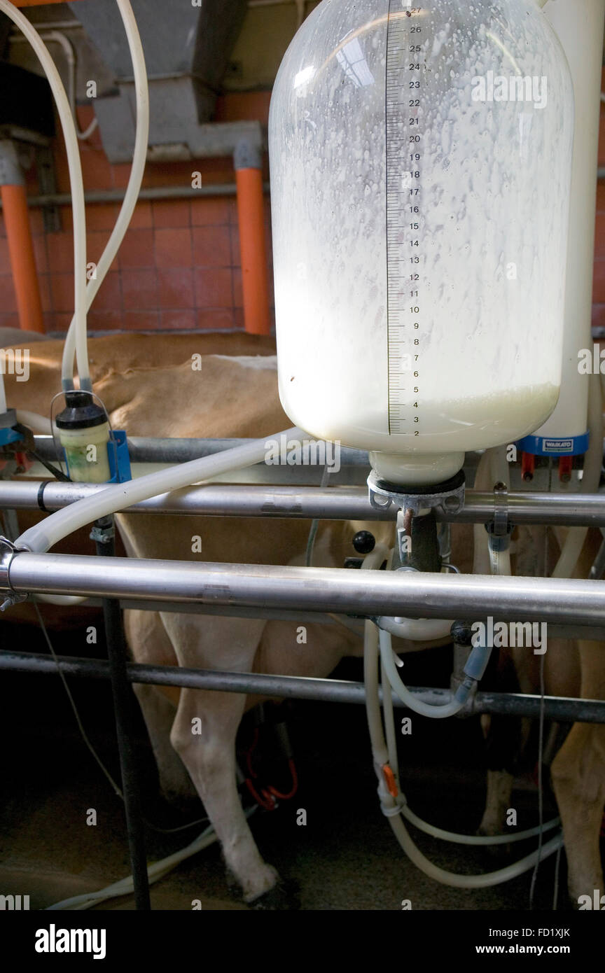 Milk milked from cows in a milking shed Stock Photo - Alamy