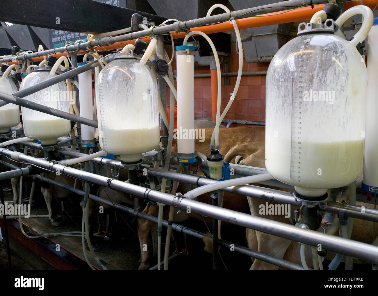 Milk milked from cows in a milking shed Stock Photo - Alamy