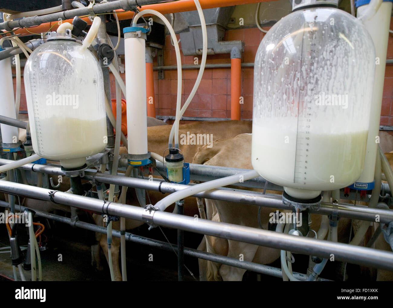 Milk milked from cows in a milking shed Stock Photo - Alamy
