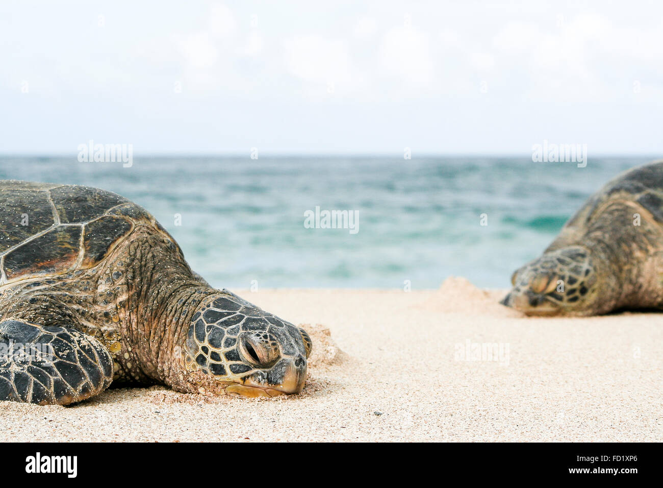 Green sea turtles pair hi-res stock photography and images - Alamy