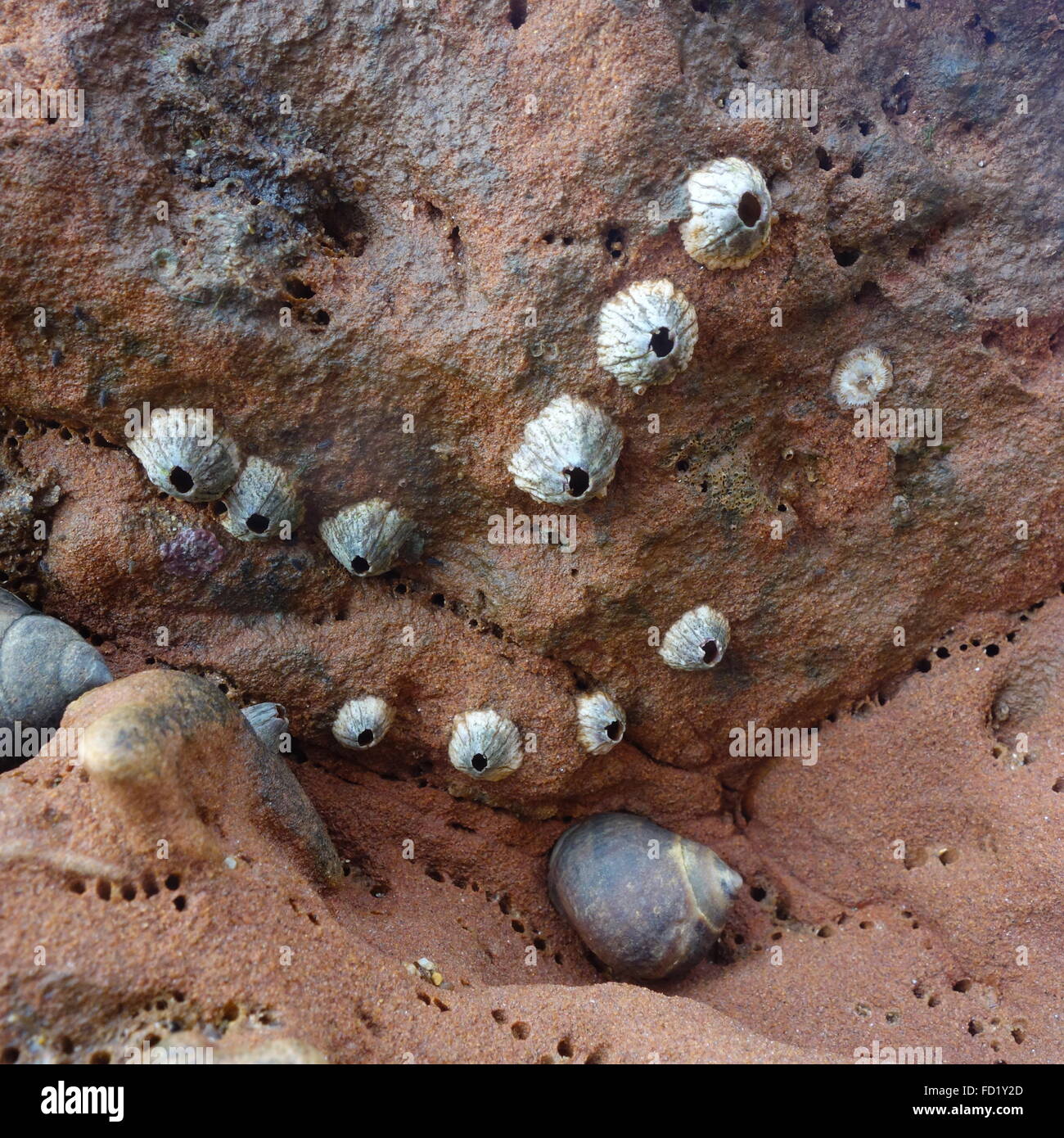 Barnacle Shells on Sandstone Stock Photo - Alamy
