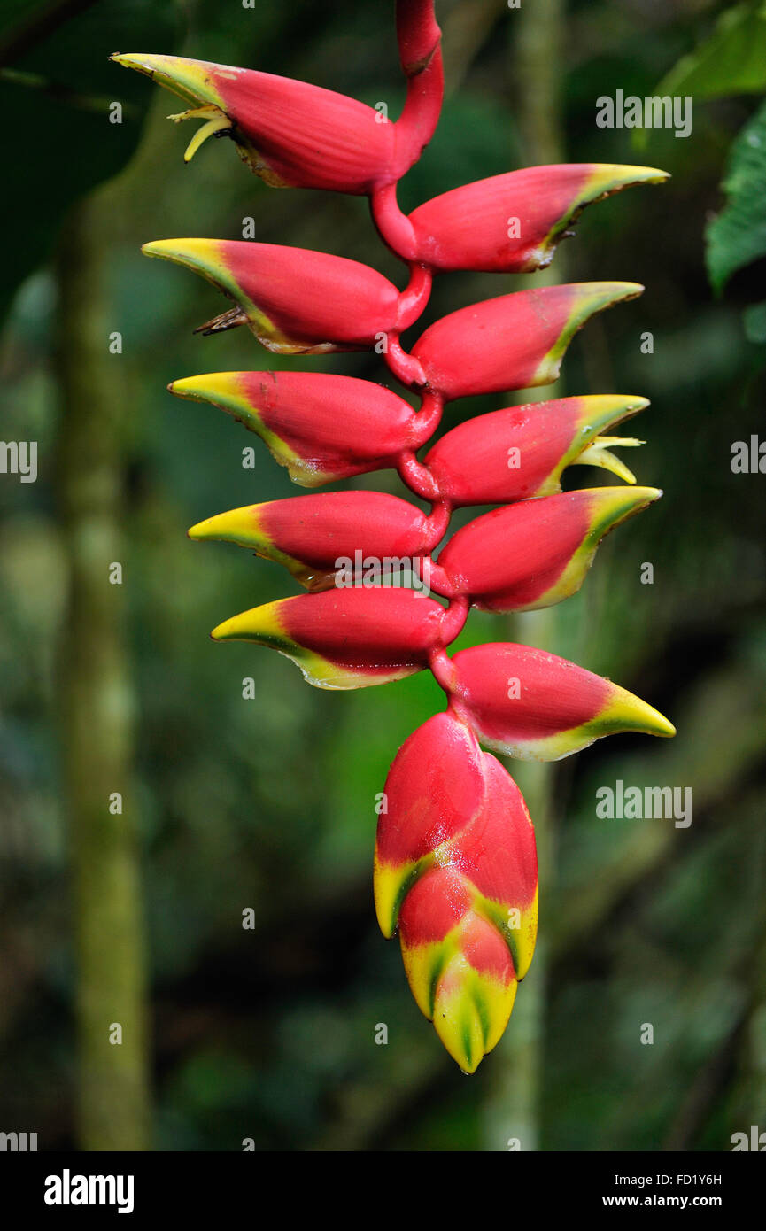 Heliconia sp, Napo wildlife lodge, Amazonas, Ecuador, South America ...