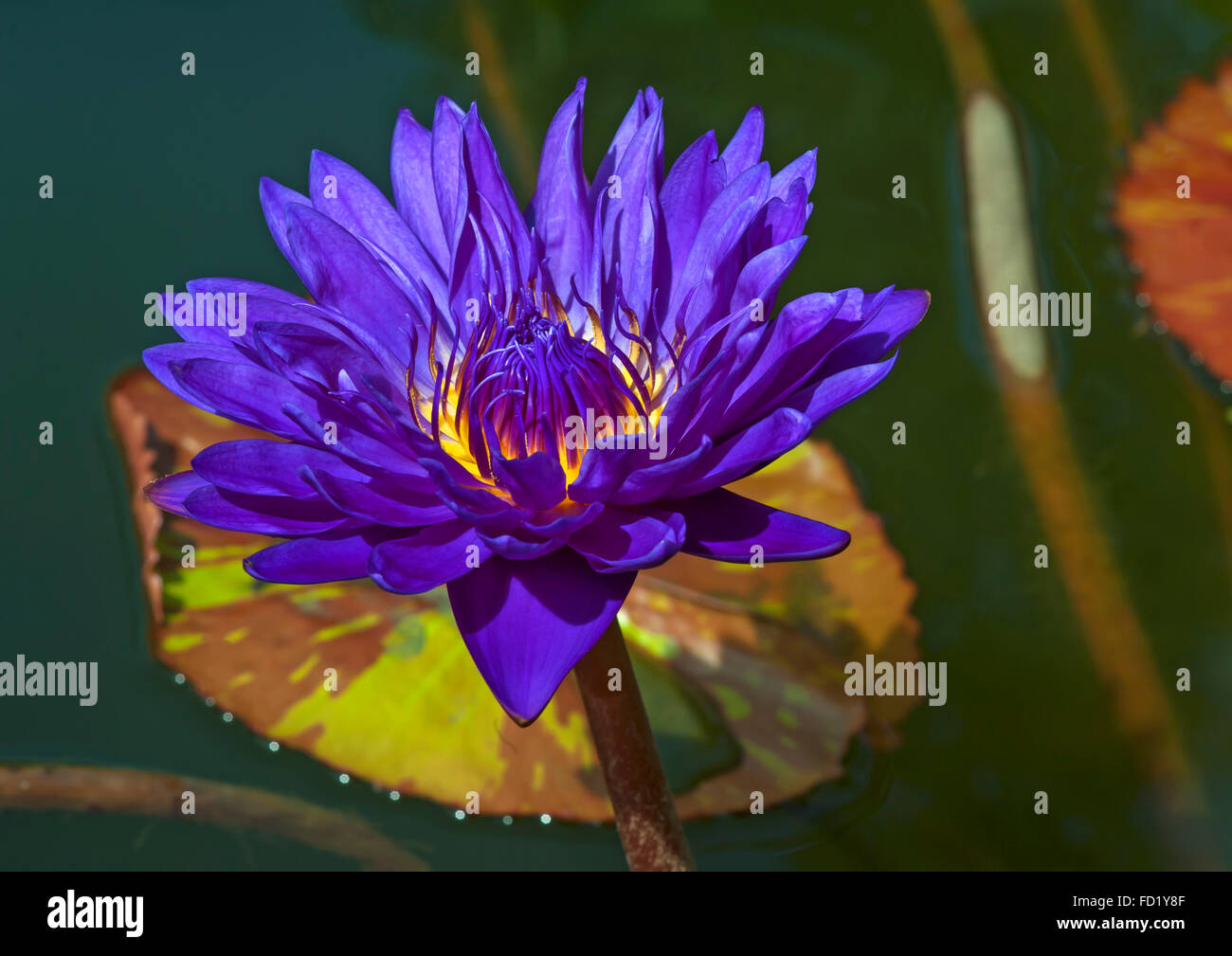 Cape blue waterlily (Nymphaea capensis Stock Photo - Alamy