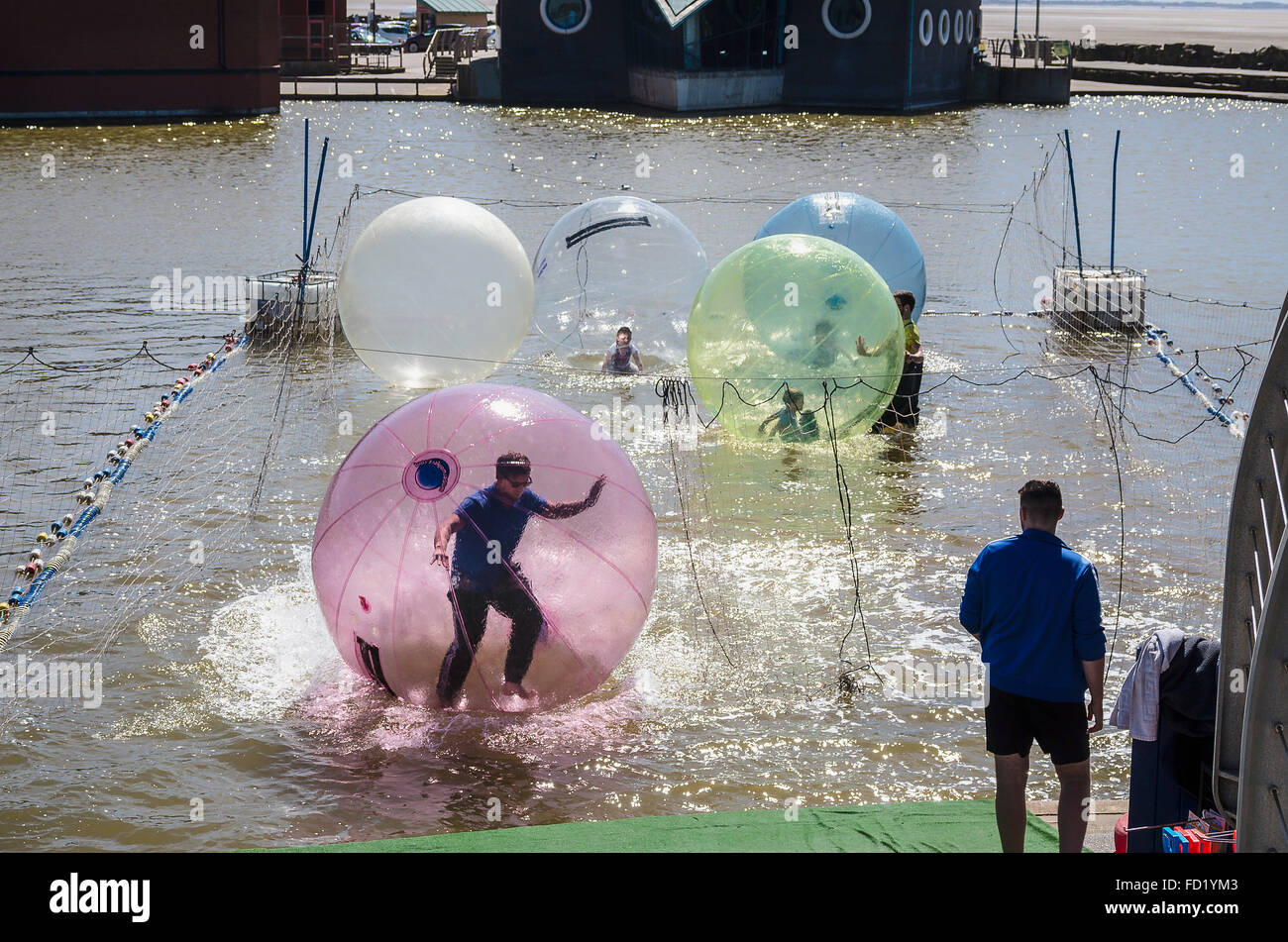 Activity inside translucent Waterwalkerz inflatable spheres at Lytham ...