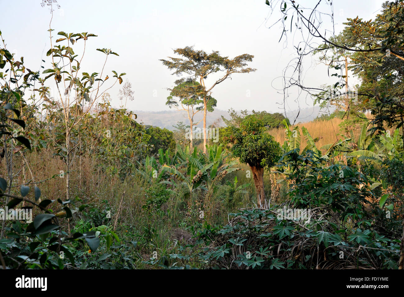 Togo, Kloto forest Stock Photo - Alamy