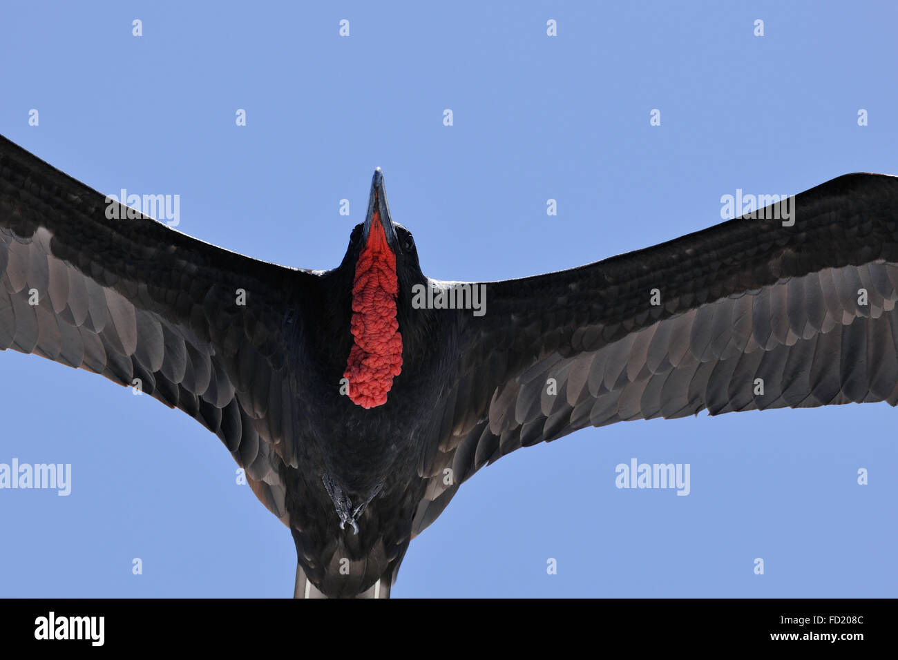 Great Frigatebird (Fregata minor) male, Galapagos, Ecuador Stock Photo ...
