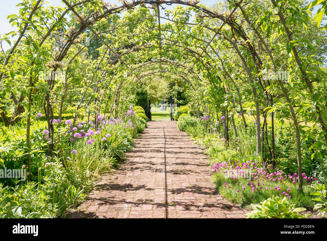 Spring growth in a verdant apple tree tunnel in The Courts garden uk ...