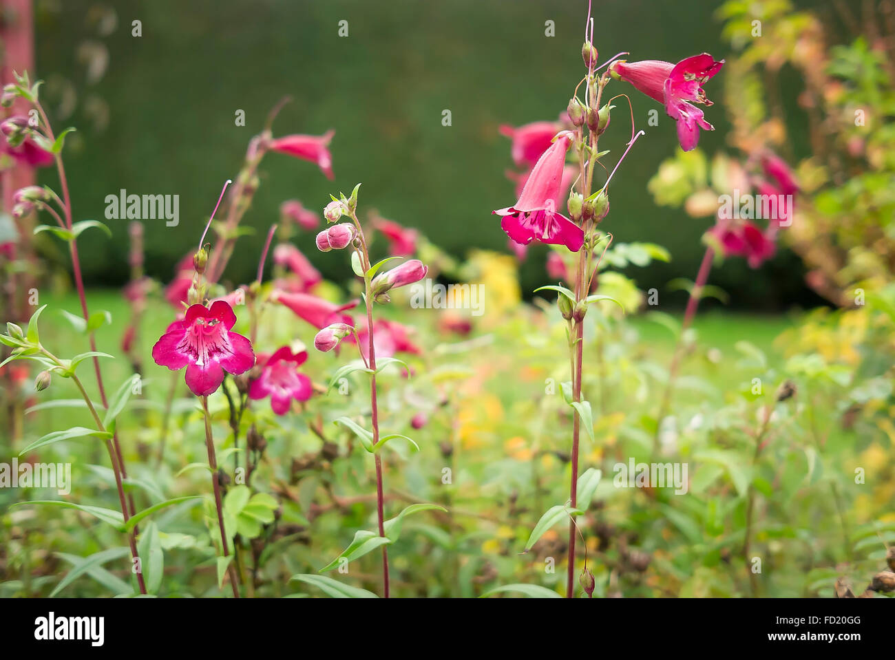 Penstemon Raven late flowering in November in an English garden Stock ...