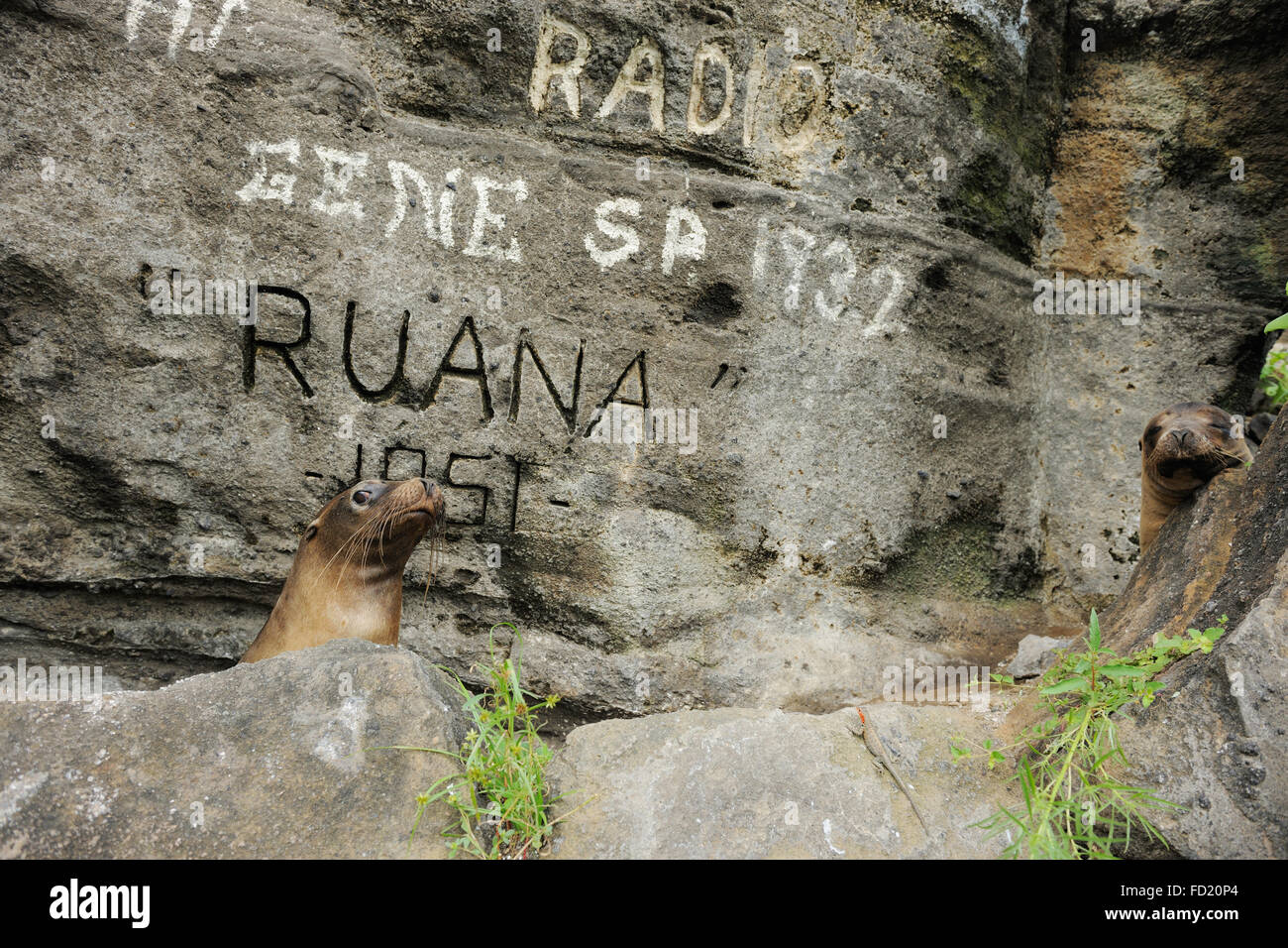 Galápagos Sea Lion (Zalophus wollebaeki) Isabela island, Tagus cove ...