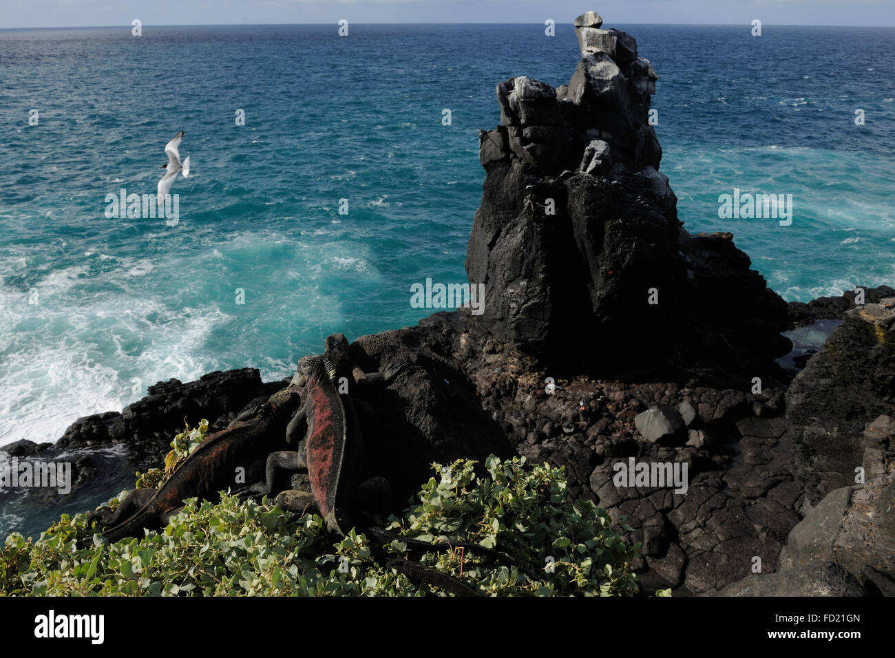 Espanola marine iguana punta suarez hi-res stock photography and images ...