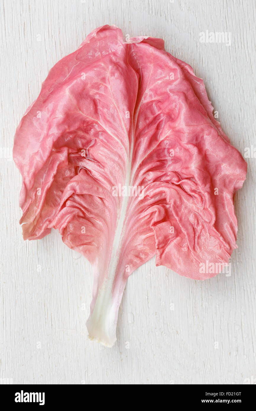 Pink radicchio hi-res stock photography and images - Alamy