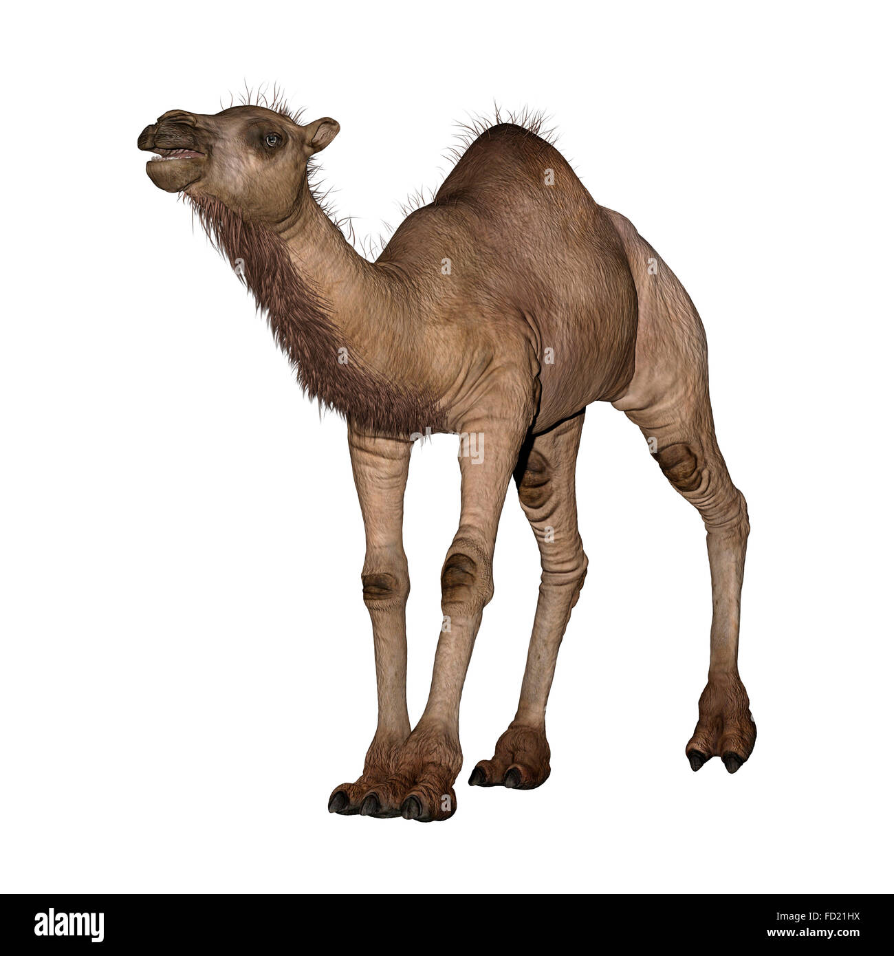 3D digital render of a dromedary or an arabian camel isolated on white ...