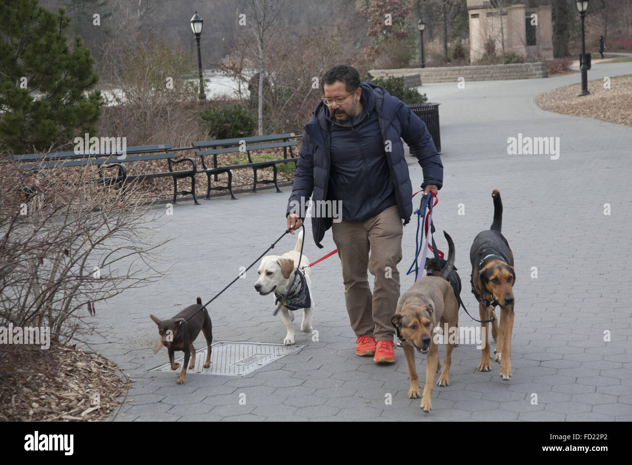 Professional dog walker making his way with the gang through Prospect ...