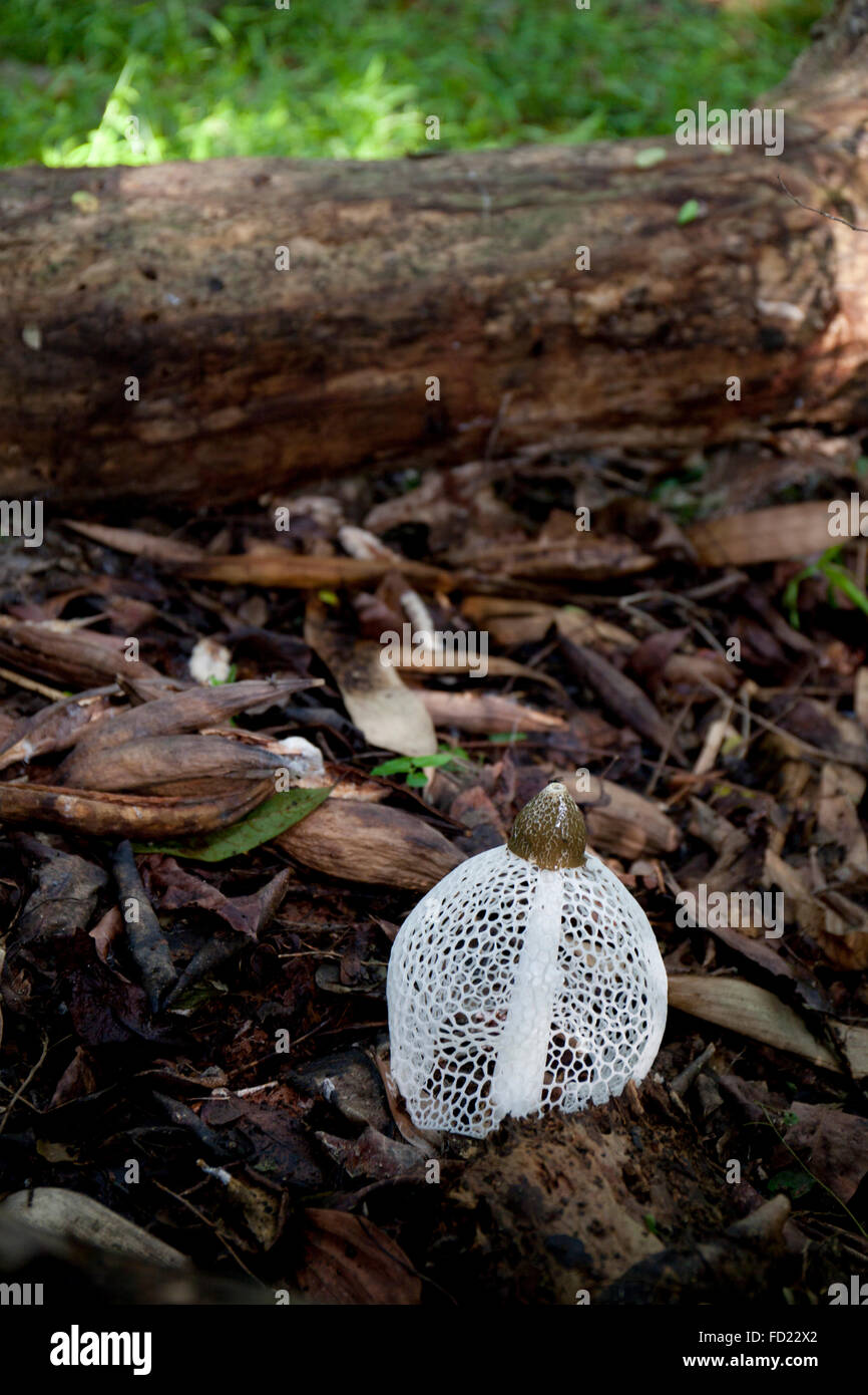 Phallus indusiatus or veiled lady mushroom Stock Photo - Alamy