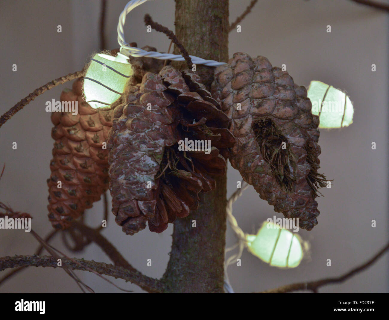 Three 3 pine cones on a branch with lit silk cocoon Christmas lights ...