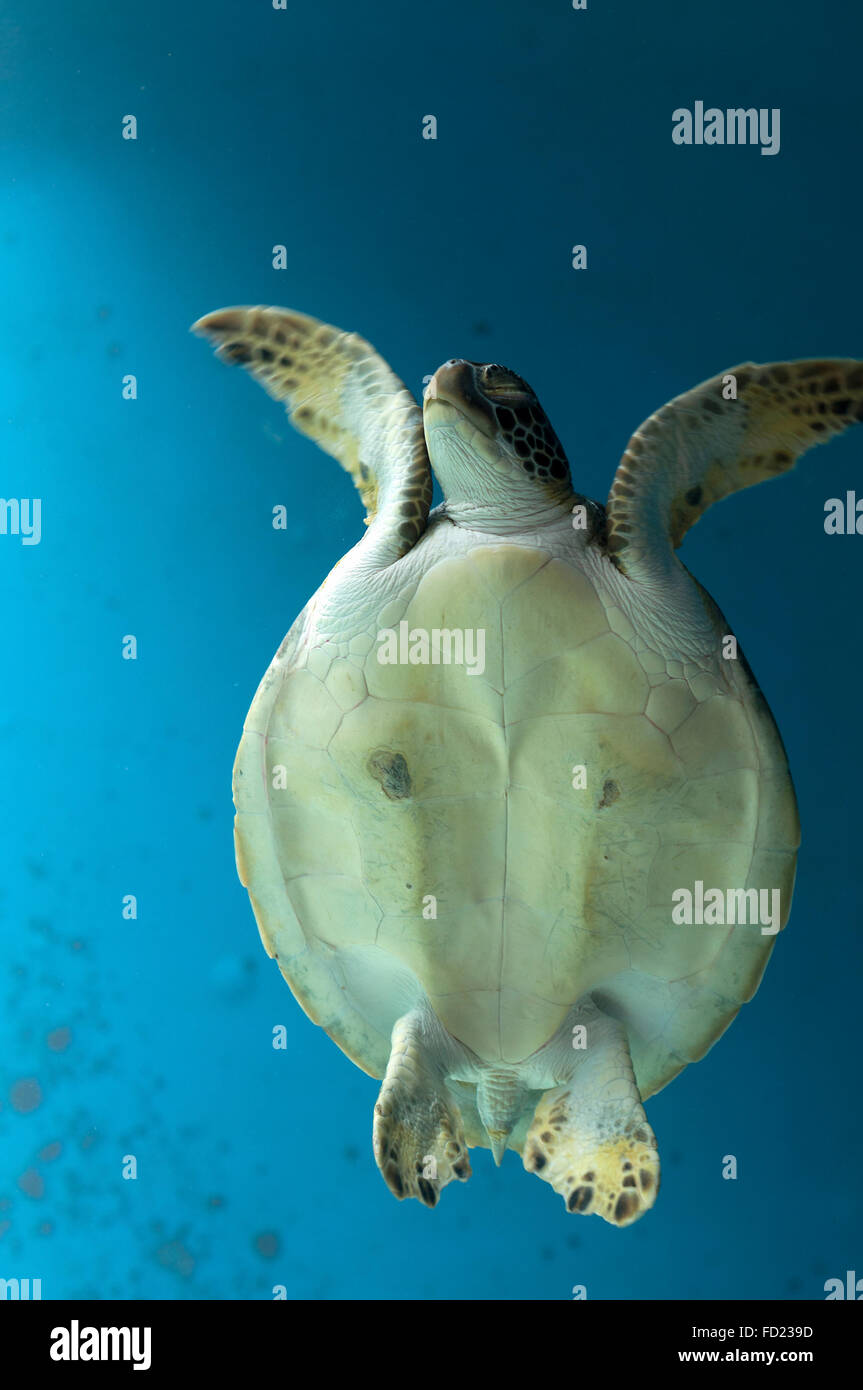 Caribbean tortoise hi-res stock photography and images - Alamy