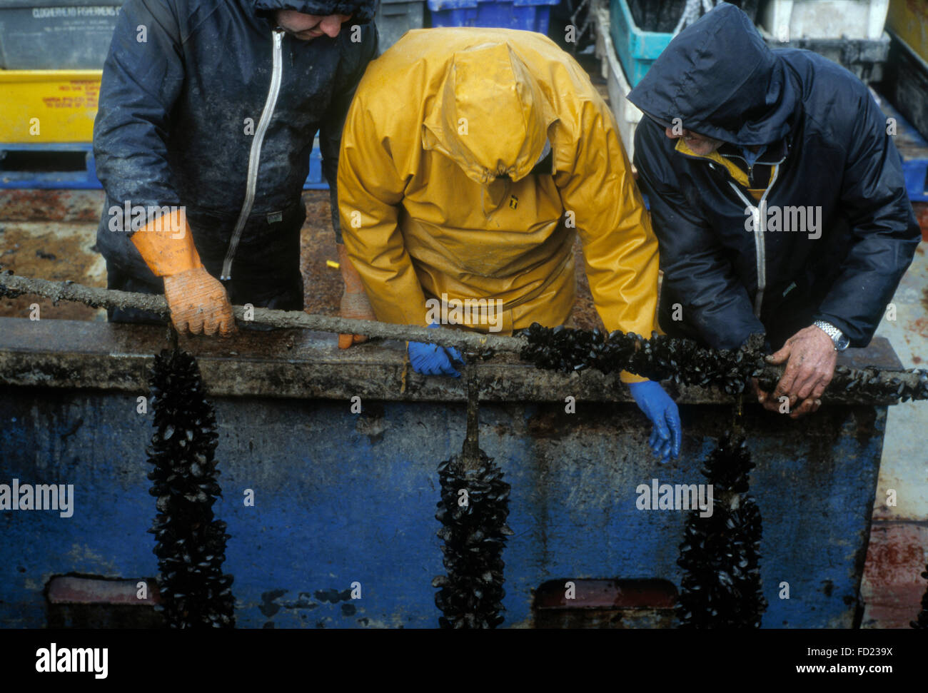 Bantry bay Seafoods, Gortalassa, County Cork Ireland. Rope-grown Mussel ...