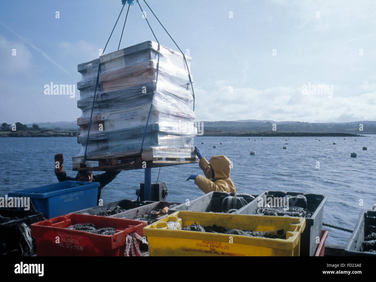 Bantry bay Seafoods, Gortalassa, County Cork Ireland. Rope-grown Mussel ...