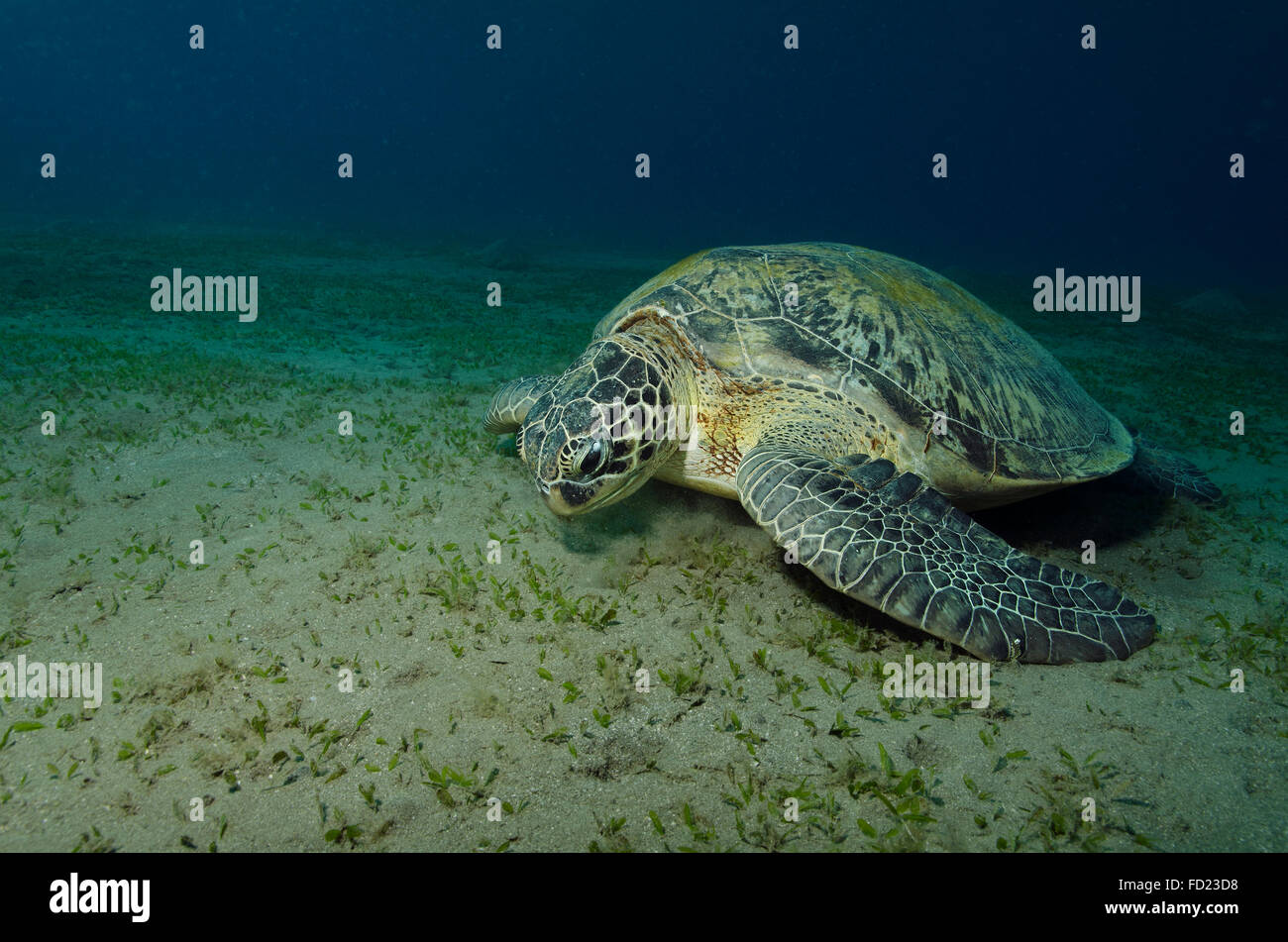 Sea Turtle Side View