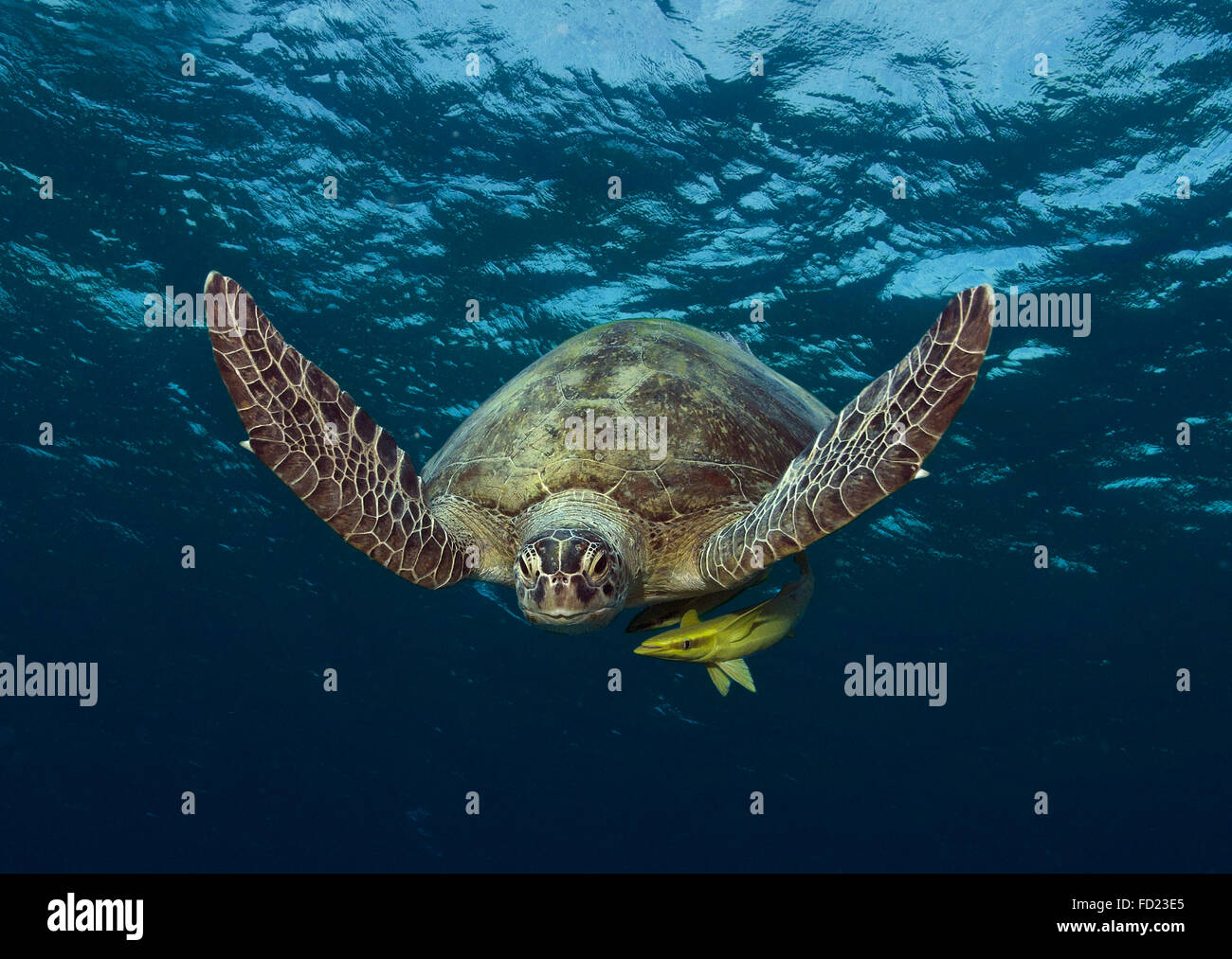 Remoras echeneidae hi-res stock photography and images - Alamy