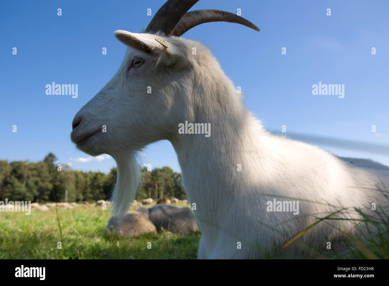 Europe, Germany, North Rhine-Westphalia, he-goat in the Dingdener heath ...