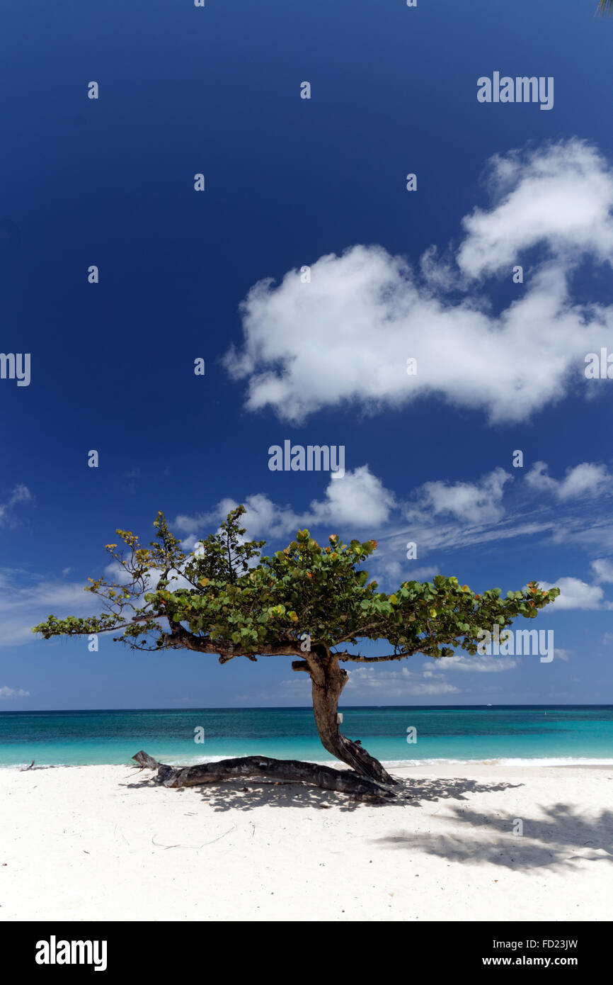 A Tree on a Caribbean Beach Stock Photo - Alamy