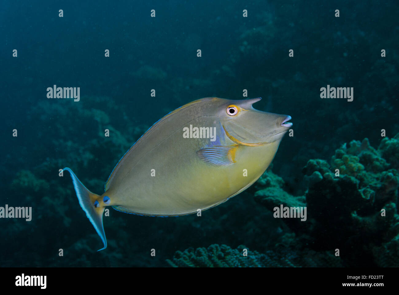 Naso unicornis hi-res stock photography and images - Alamy