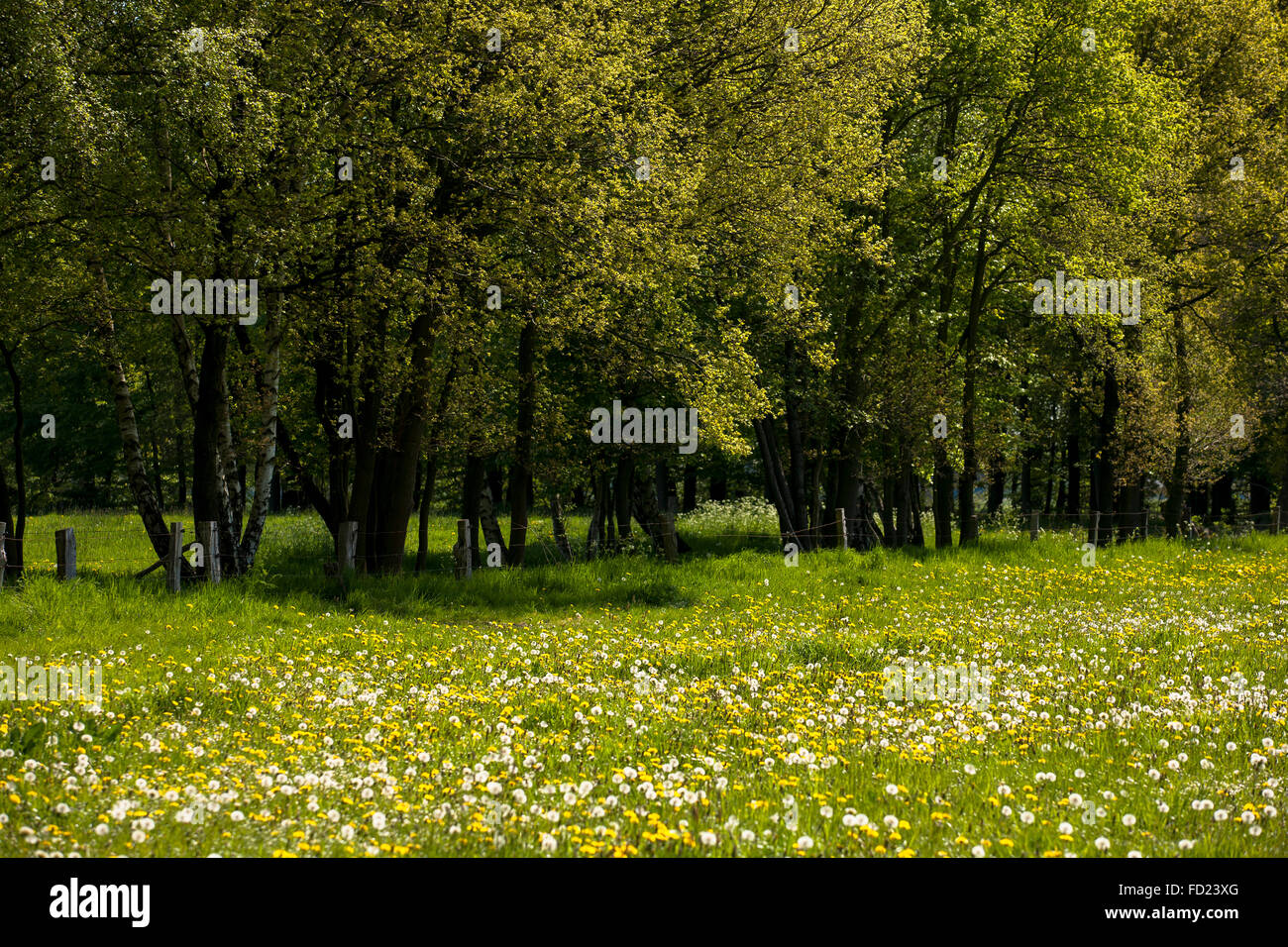 Landschaft germany sommer hi-res stock photography and images - Alamy
